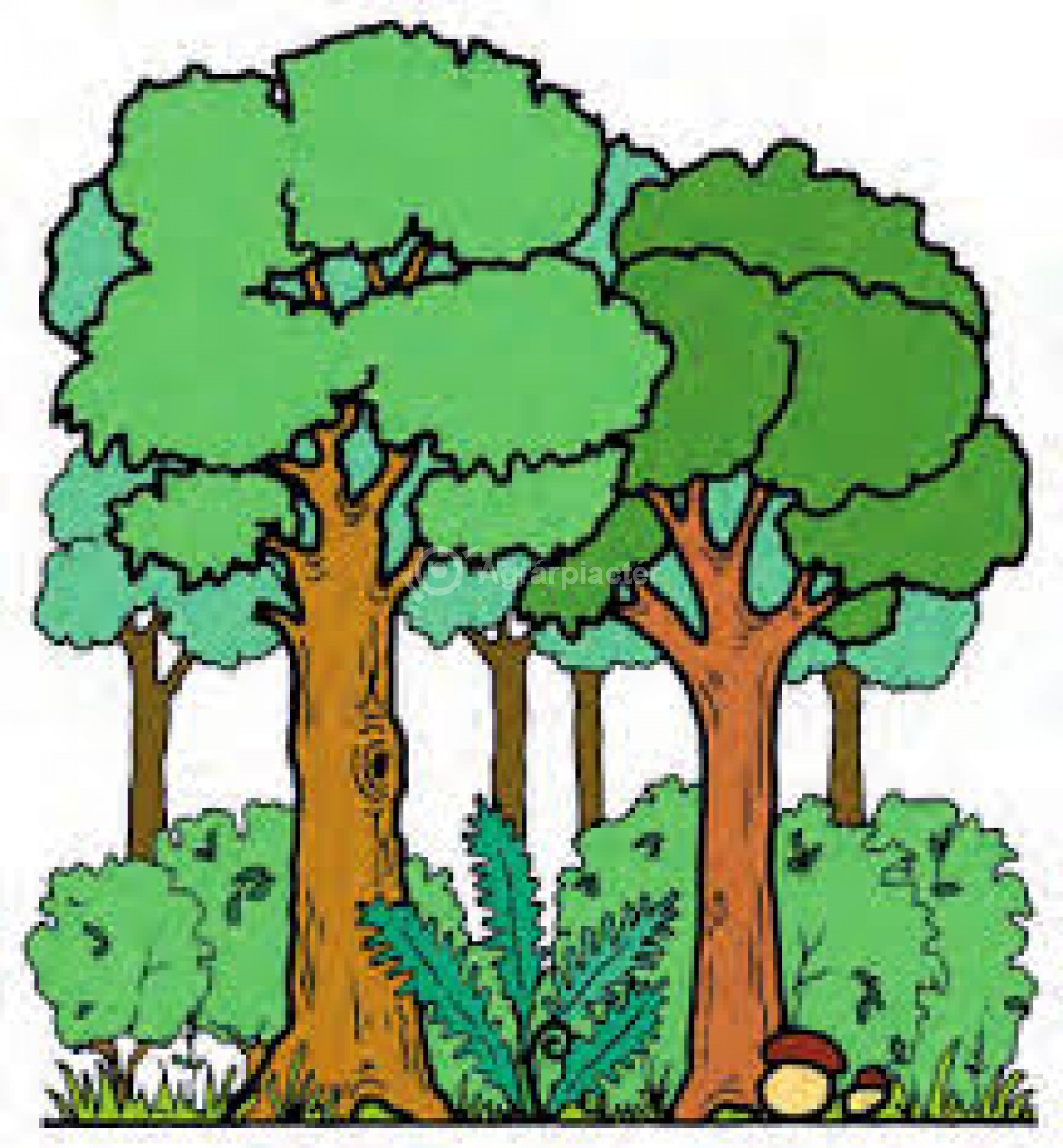 40 Ha ERDŐ eladó - Agrárpiactér - Agrofórum